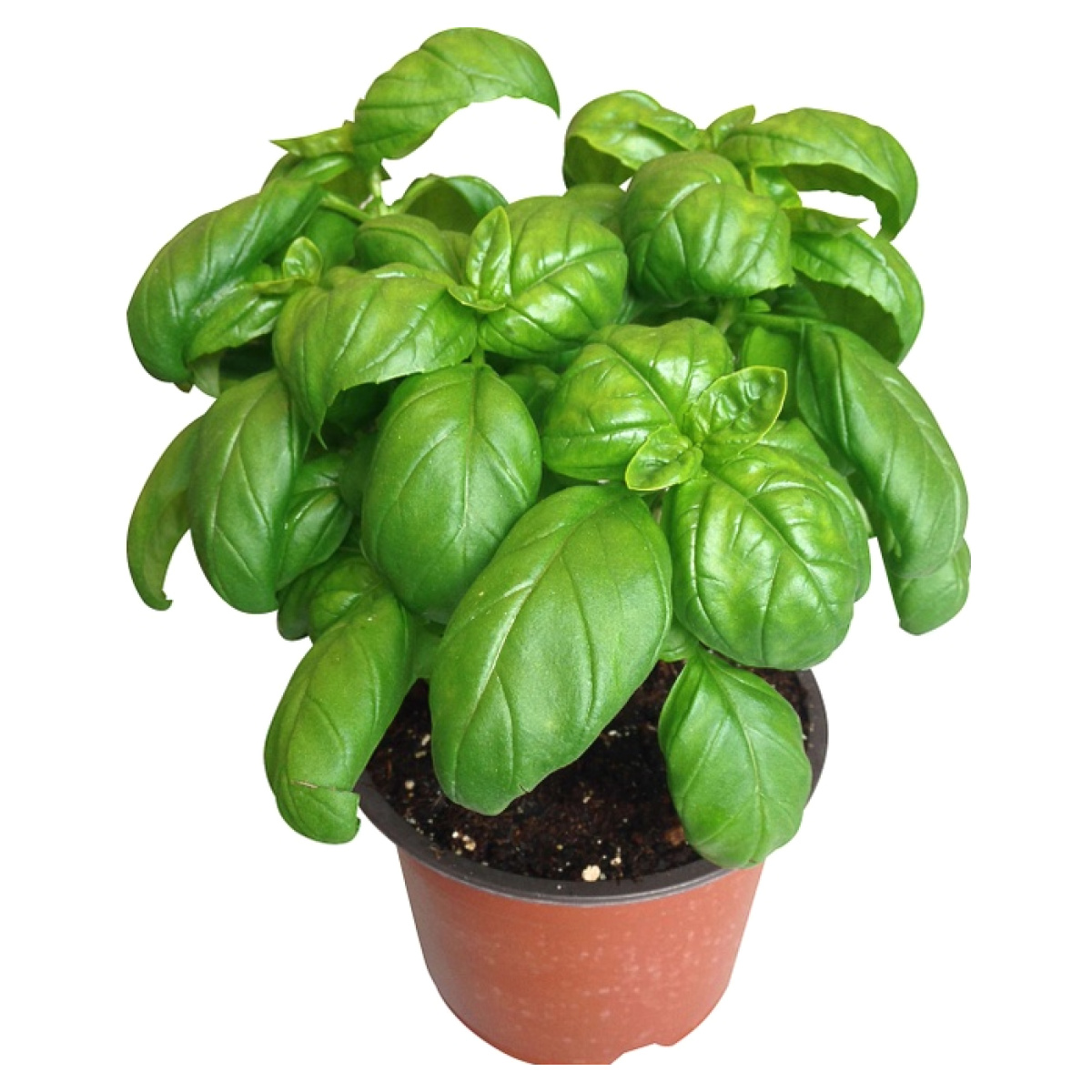 Bylinky v květináči levně | Kupi.cz