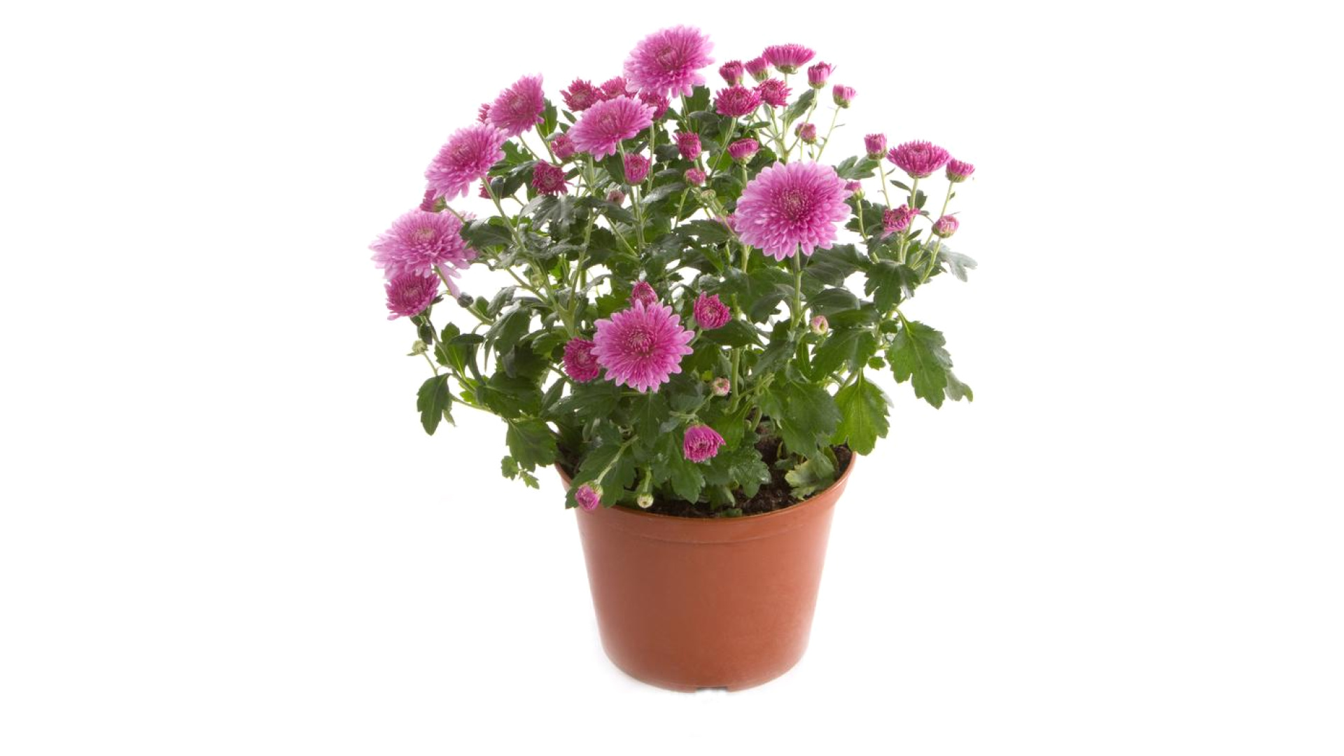 Chrysanthemum - Chryzantéma v akci levně | Kupi.cz