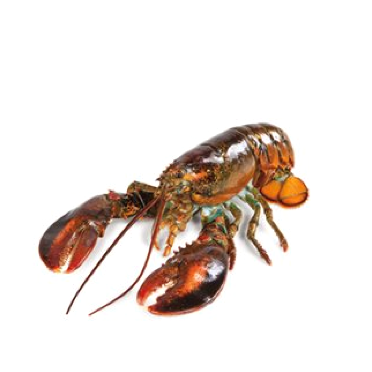 Humr americký živý Metro Chef levně | Kupi.cz