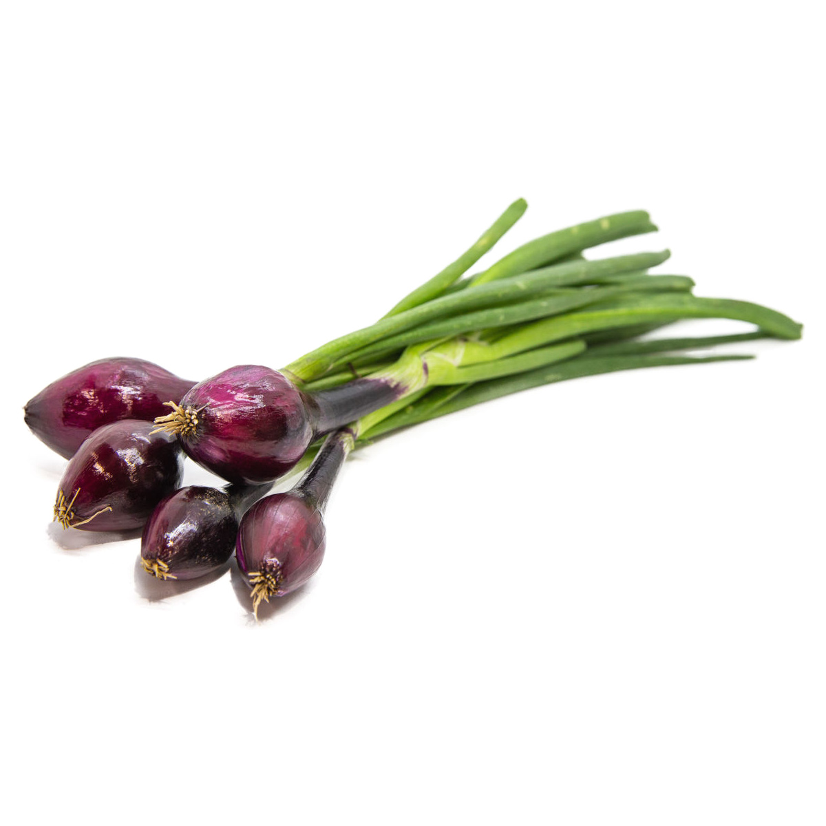 Jarní cibule červená svazek levně | Kupi.cz