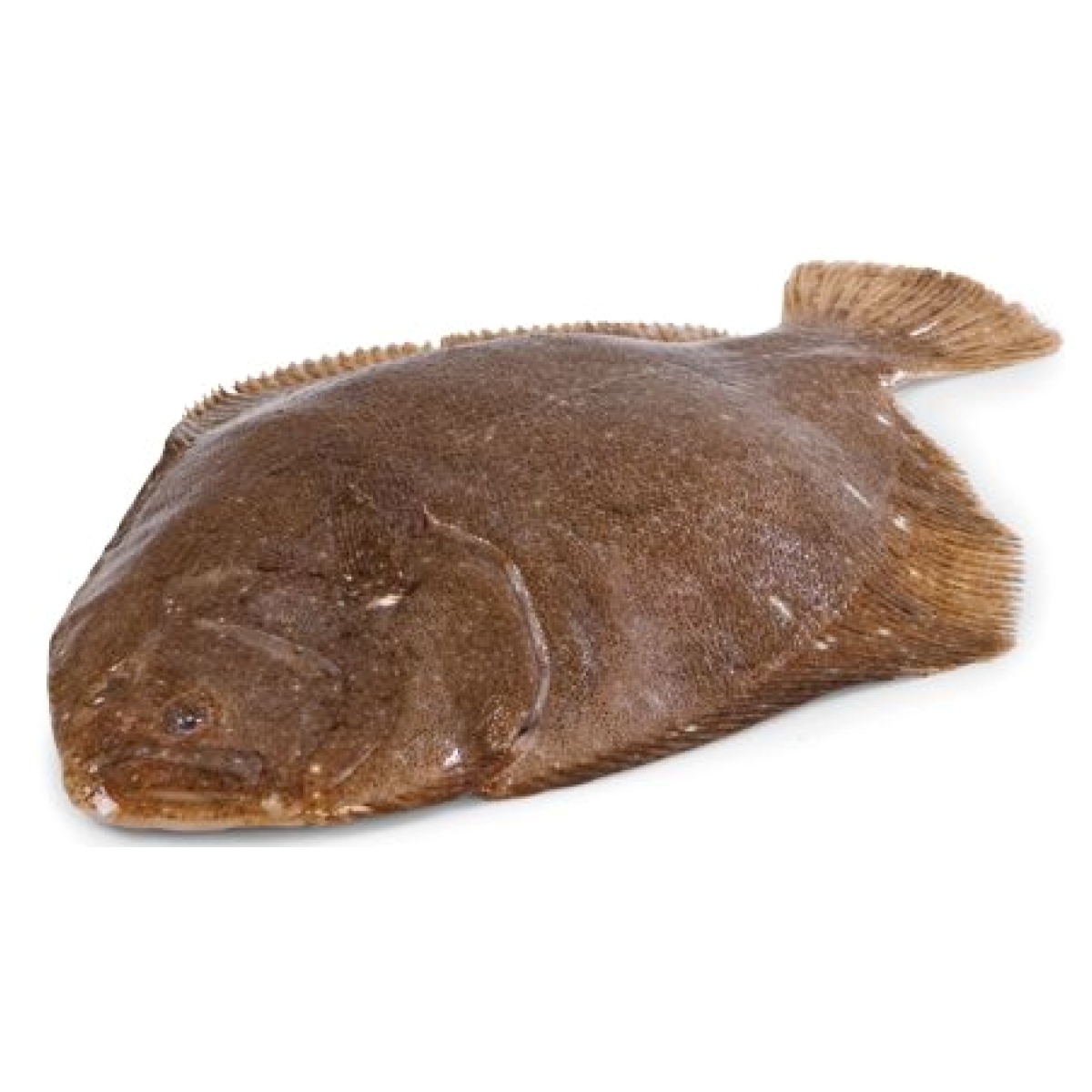 Kambala velká levně | Kupi.cz