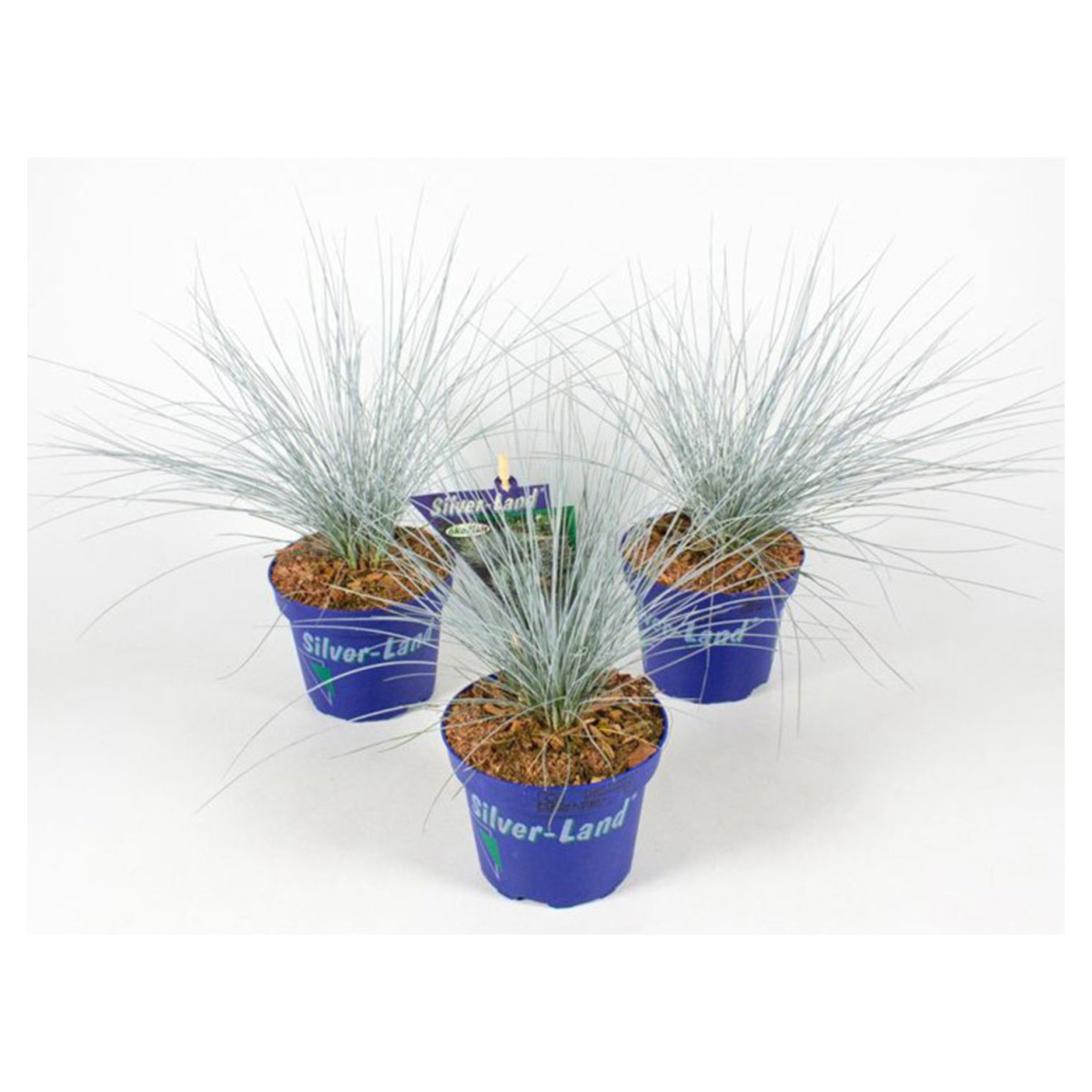 Kostřava sivá - Festuca Glauca Silverland levně | Kupi.cz