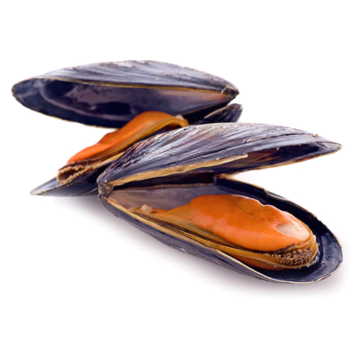 Mušle Slávky levně | Kupi.cz