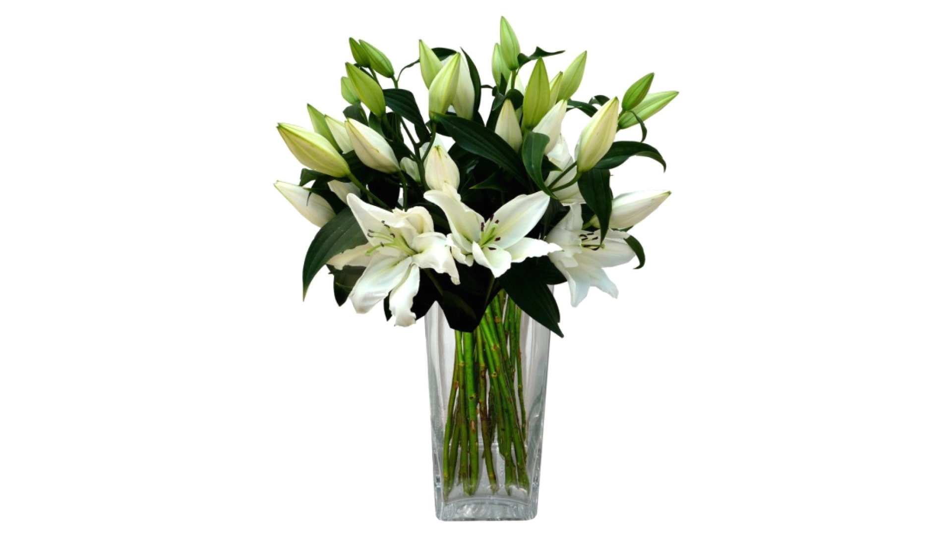 Řezané lilie levně | Kupi.cz