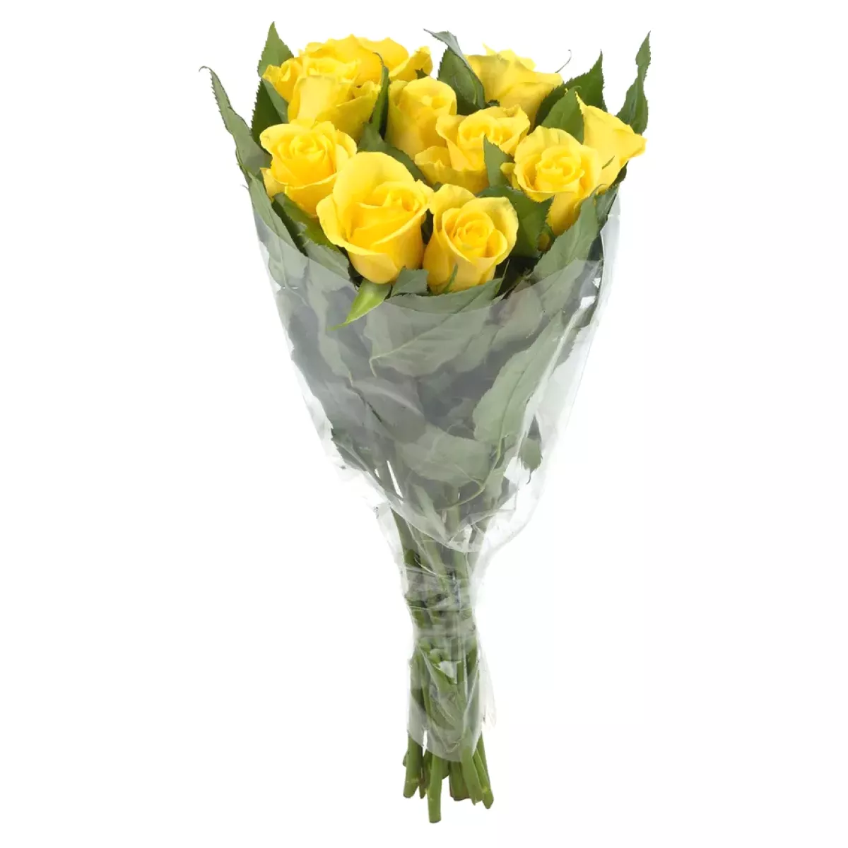 Řezané růže v akci levně | Kupi.cz