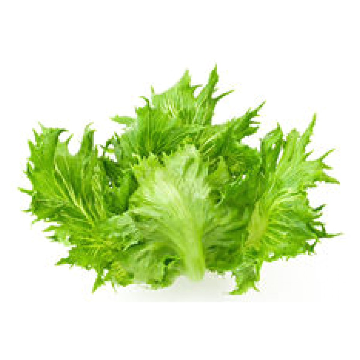 Salát listový Crispy v akci levně | Kupi.cz