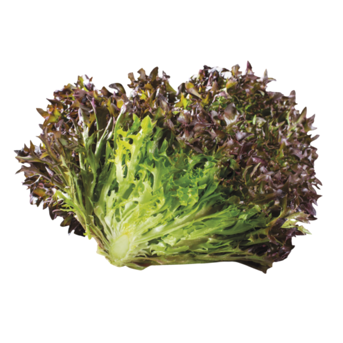 Salát listový Crispy levně | Kupi.cz