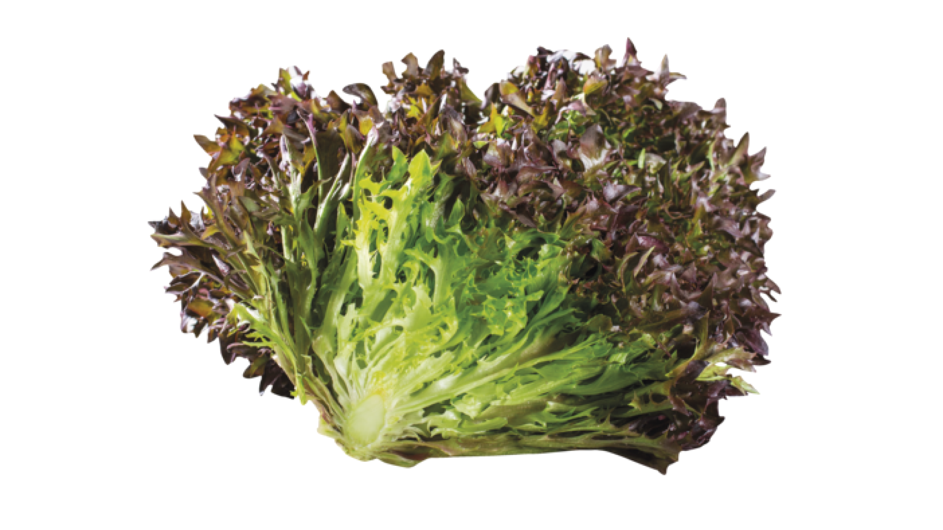 Salát listový Crispy levně | Kupi.cz