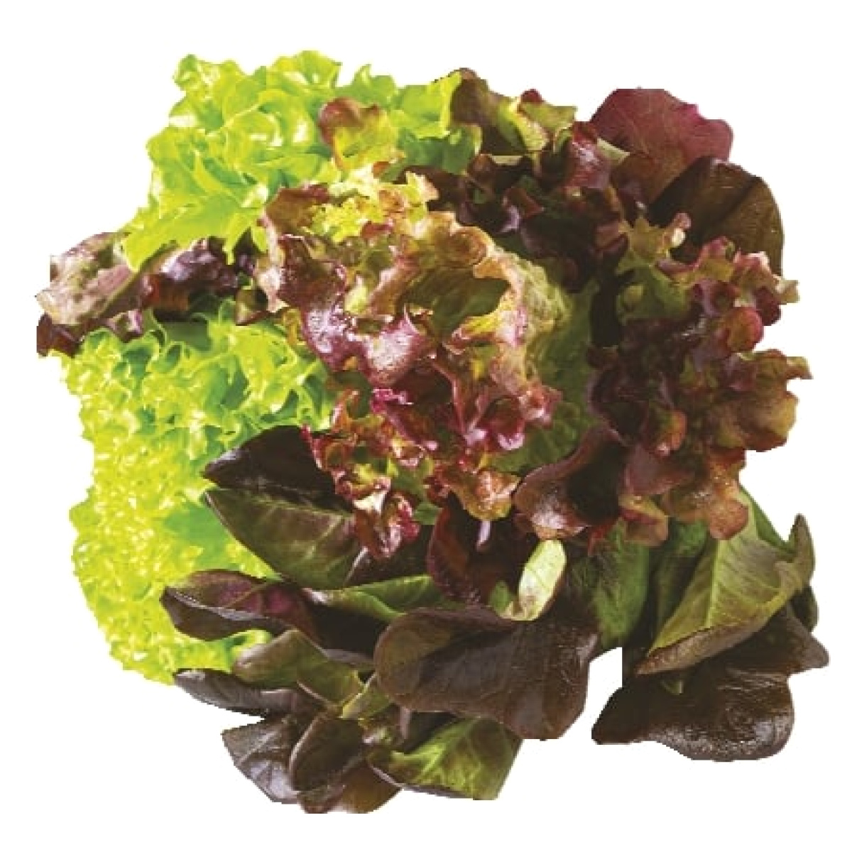 Salát listový mix levně | Kupi.cz
