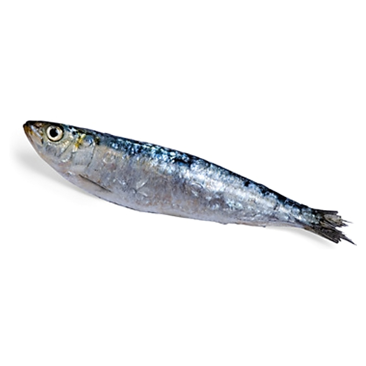 Sardinka obecná levně | Kupi.cz