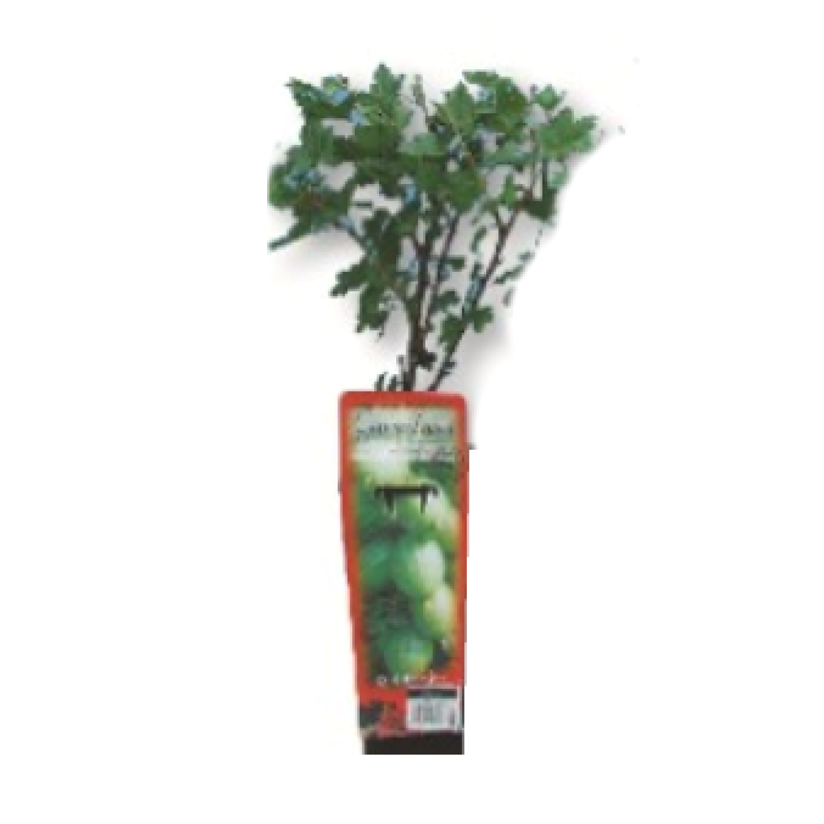 Sazenice angreštu levně | Kupi.cz