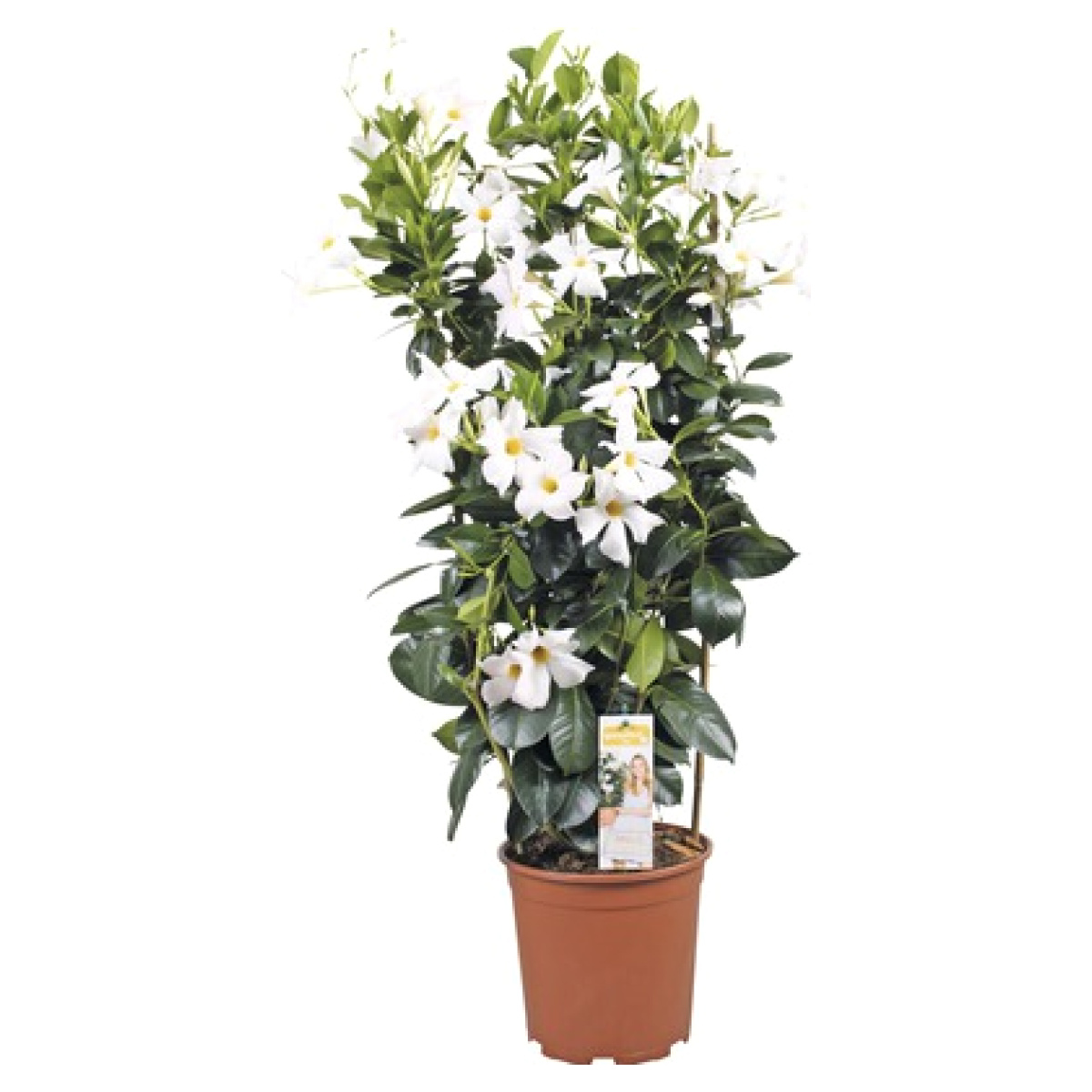 Sundevilla levně | Kupi.cz