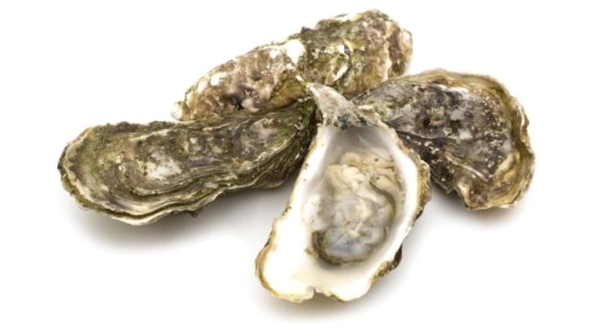 Ústřice Delta Ostrea levně | Kupi.cz